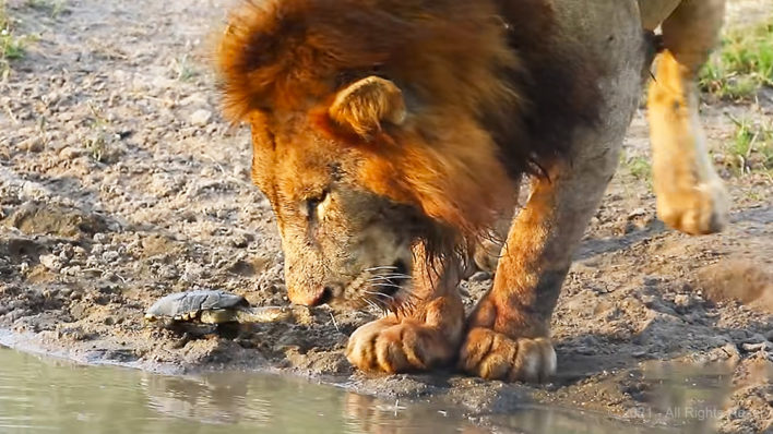 You can watch AND TOUCH real lions in this virtual reality video from ...
