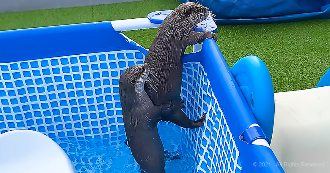 Adorable otters love their new swimming pool – Madly Odd!