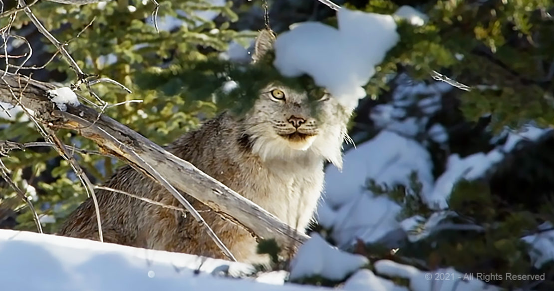 Cameraman captures impossible lynx footage – Madly Odd!