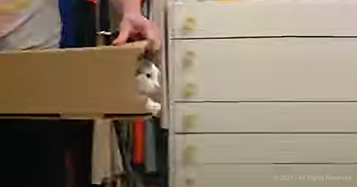 Horizontal box becomes “cat launcher” for funny feline – Madly Odd!