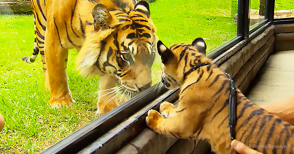 Cute cubs meet adult tiger for first time