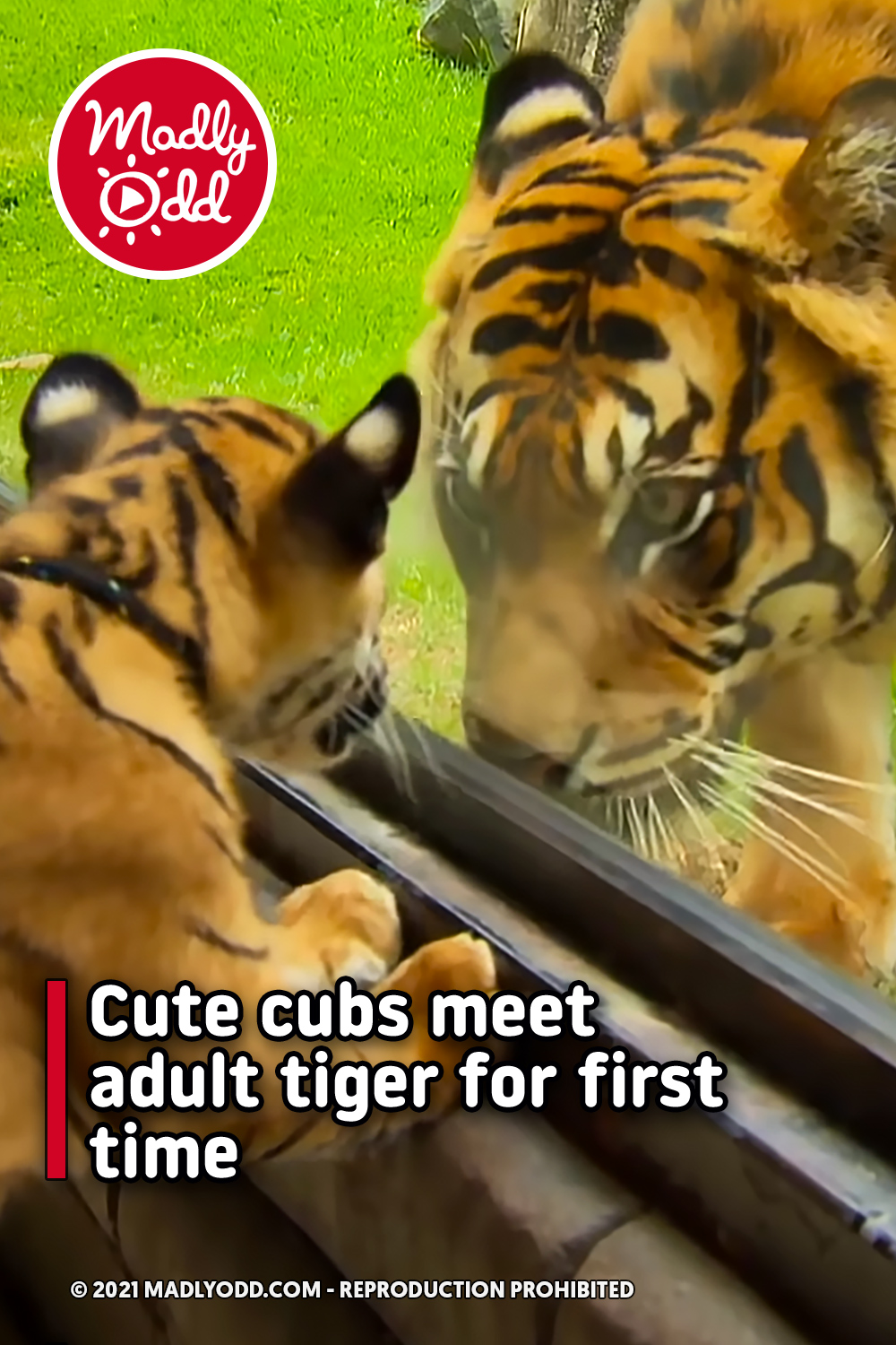 Cute cubs meet adult tiger for first time
