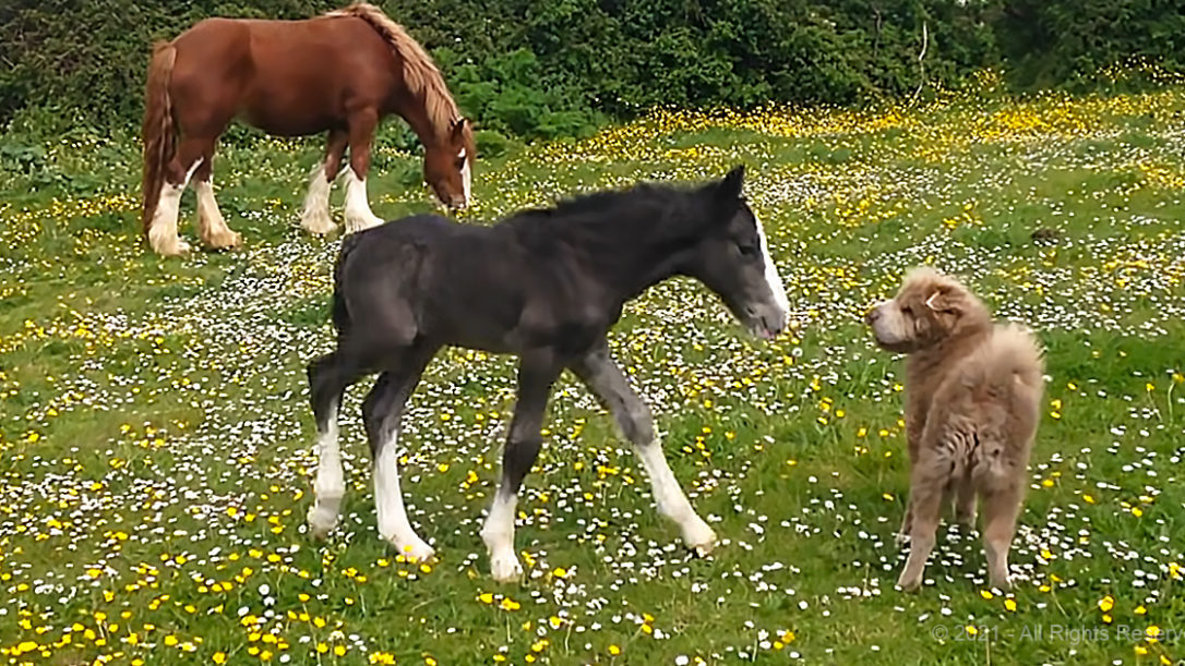 Heartbroken Mama Donkey Cries Tears Of Joy When She Is Reunited With ...