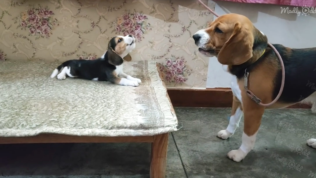 Deaf Man Rescues Deaf Puppy And Teaches Him Sign Language
