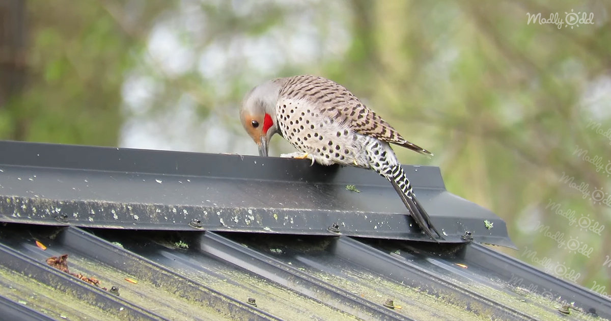 The ‘Machine Gun Woodpecker’ lives up to his name