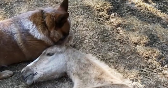 Adorable dog takes care of an orphaned foal