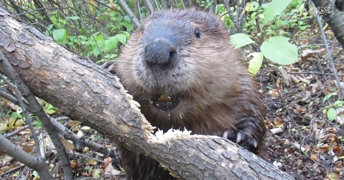 Beaver crunches through massive tree log – Madly Odd!