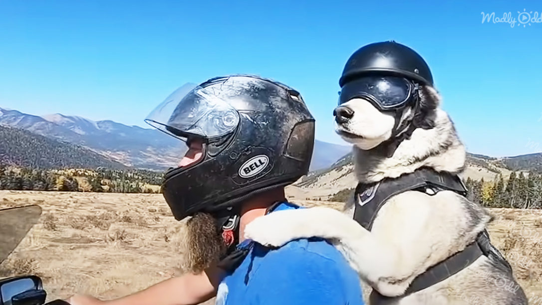 Husky and his best friend ride motorcycle through all 50 states – Madly ...
