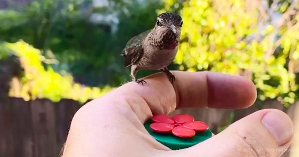 Cute hummingbird greets his favorite human everyday