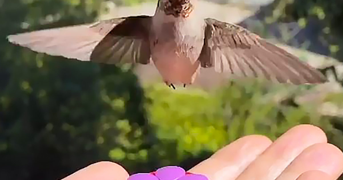 Cute hummingbird greets his favorite human everyday