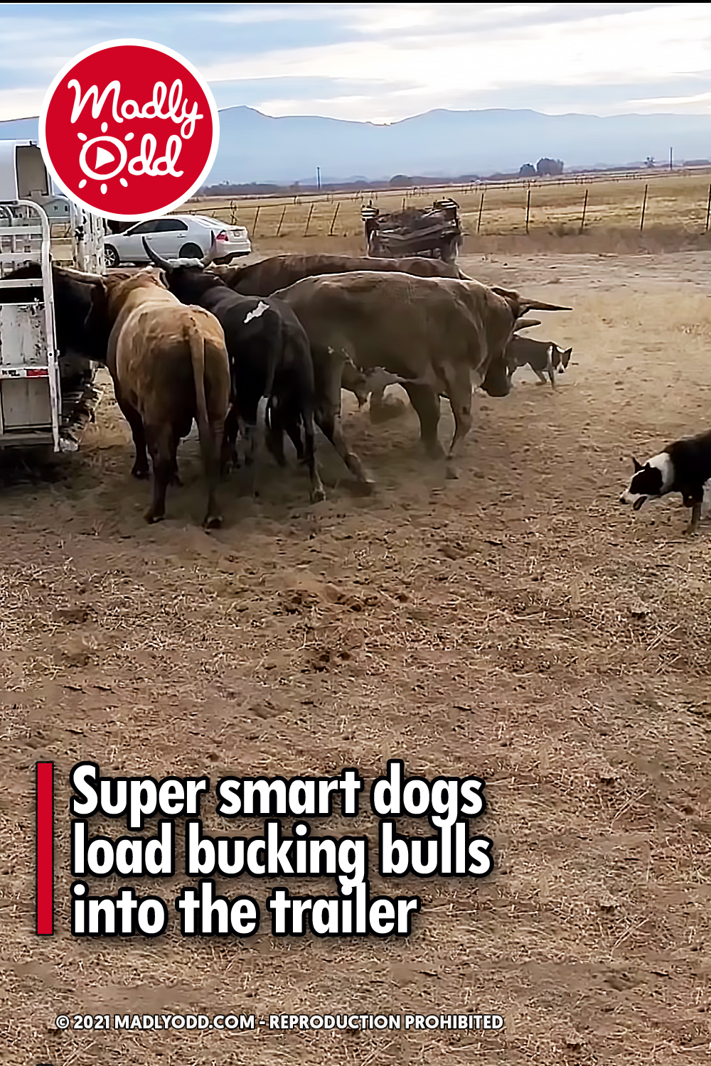 Super smart dogs load bucking bulls into the trailer – Madly Odd!