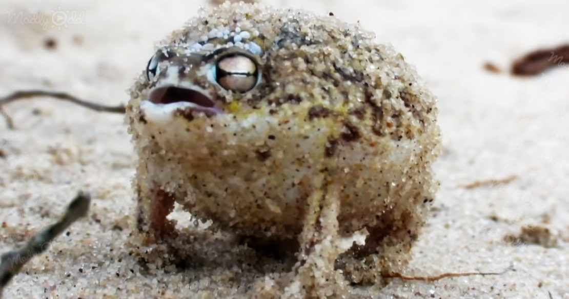 Adorable croak from tiny furious desert frog – Madly Odd!