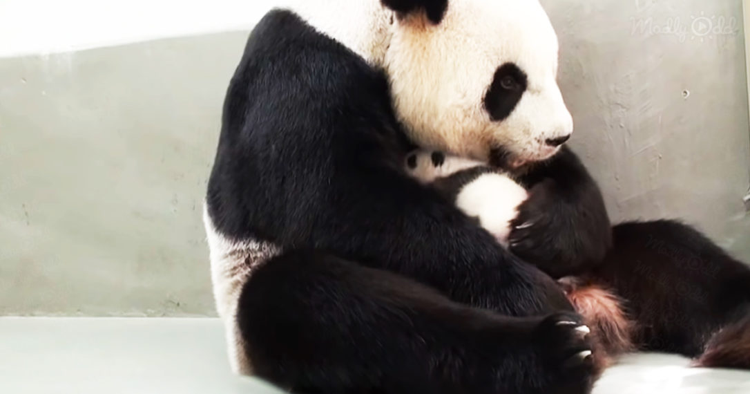 Adorable newborn panda reunites with her mother – Madly Odd!