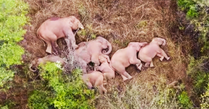Drone footage of a herd of elephants napping after long trek – Madly Odd!