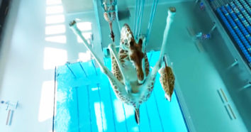 Graphic design company creates hilarious high-diving giraffe video