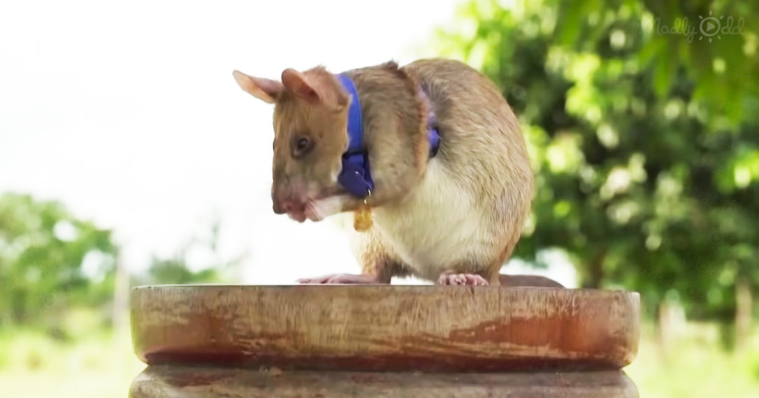 Heroic landmine detector rat retires after five years of service ...