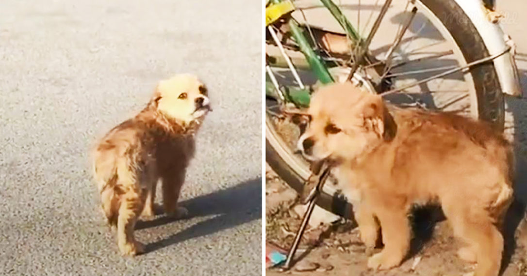This adorable stray puppy just wants a place to call home – Madly Odd!