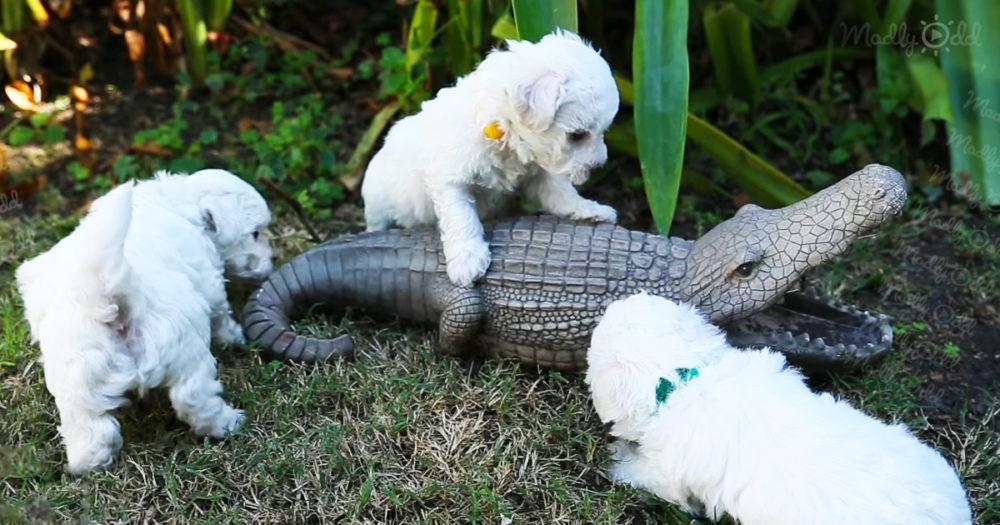 Three Bichon Frise puppies play with a toy alligator – Madly Odd!