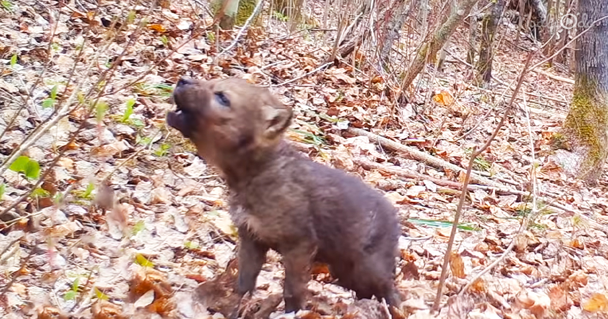 Adorable wolf pup tries to howl for the first time