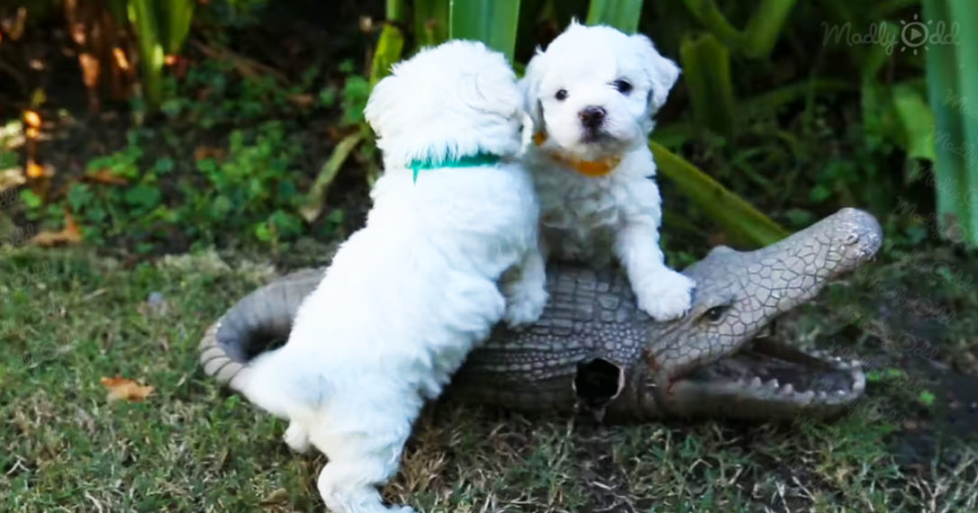 Three Bichon Frise puppies play with a toy alligator – Madly Odd!