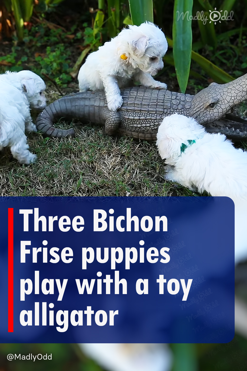 Three Bichon Frise puppies play with a toy alligator – Madly Odd!