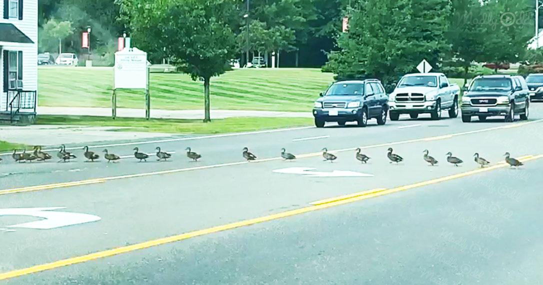 Dozens of baby ducklings create the world’s most adorable traffic jam ...