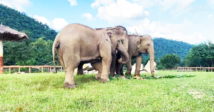 Elephant leads her blind friend on heartwarming journey around enclosure