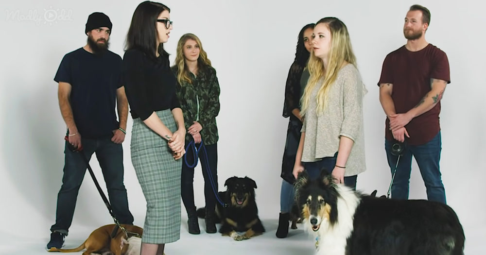 3 strangers try to match dogs with their proper owners