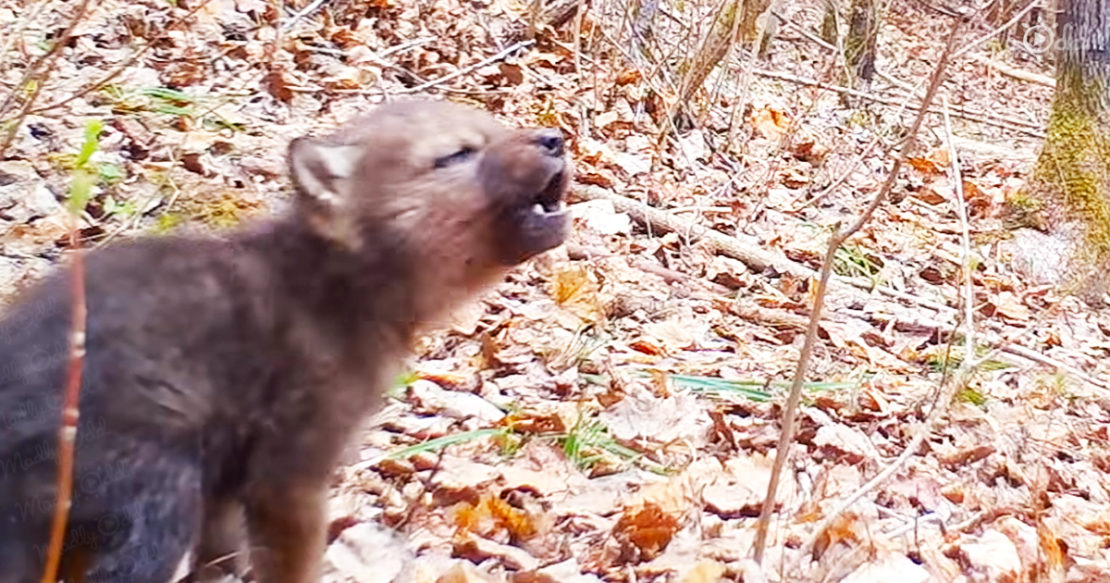 Cute little wolf pup howls for first time – Madly Odd!