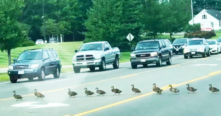 Dozens of baby ducklings create the world’s most adorable traffic jam ...