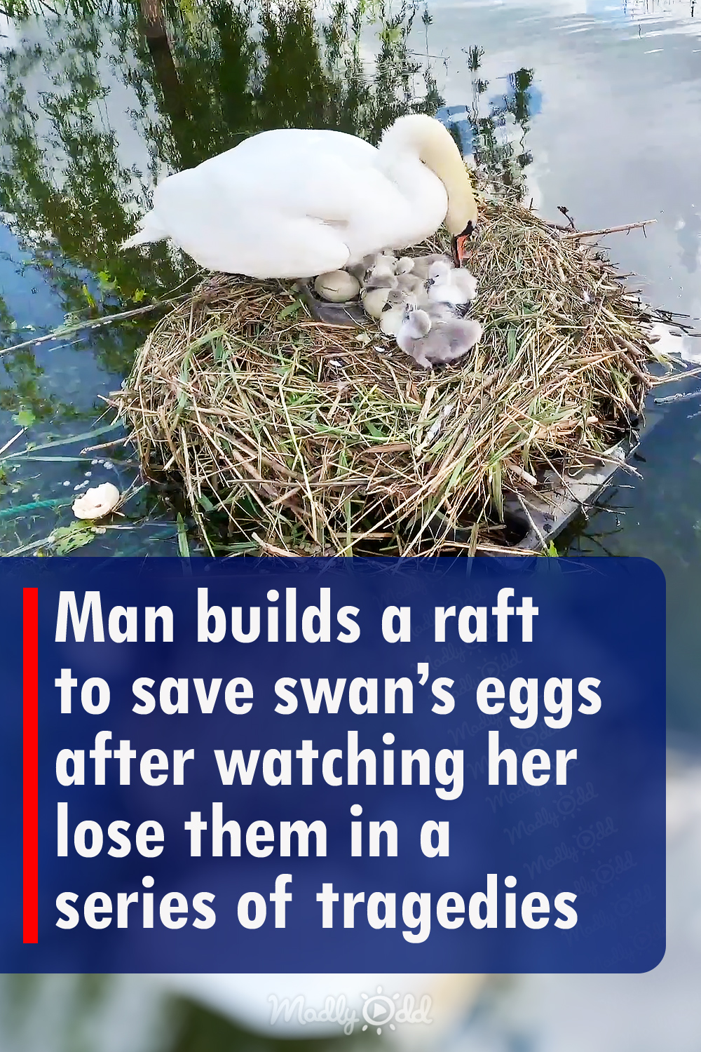 Man builds a raft to save swan’s eggs after watching her lose them in a ...
