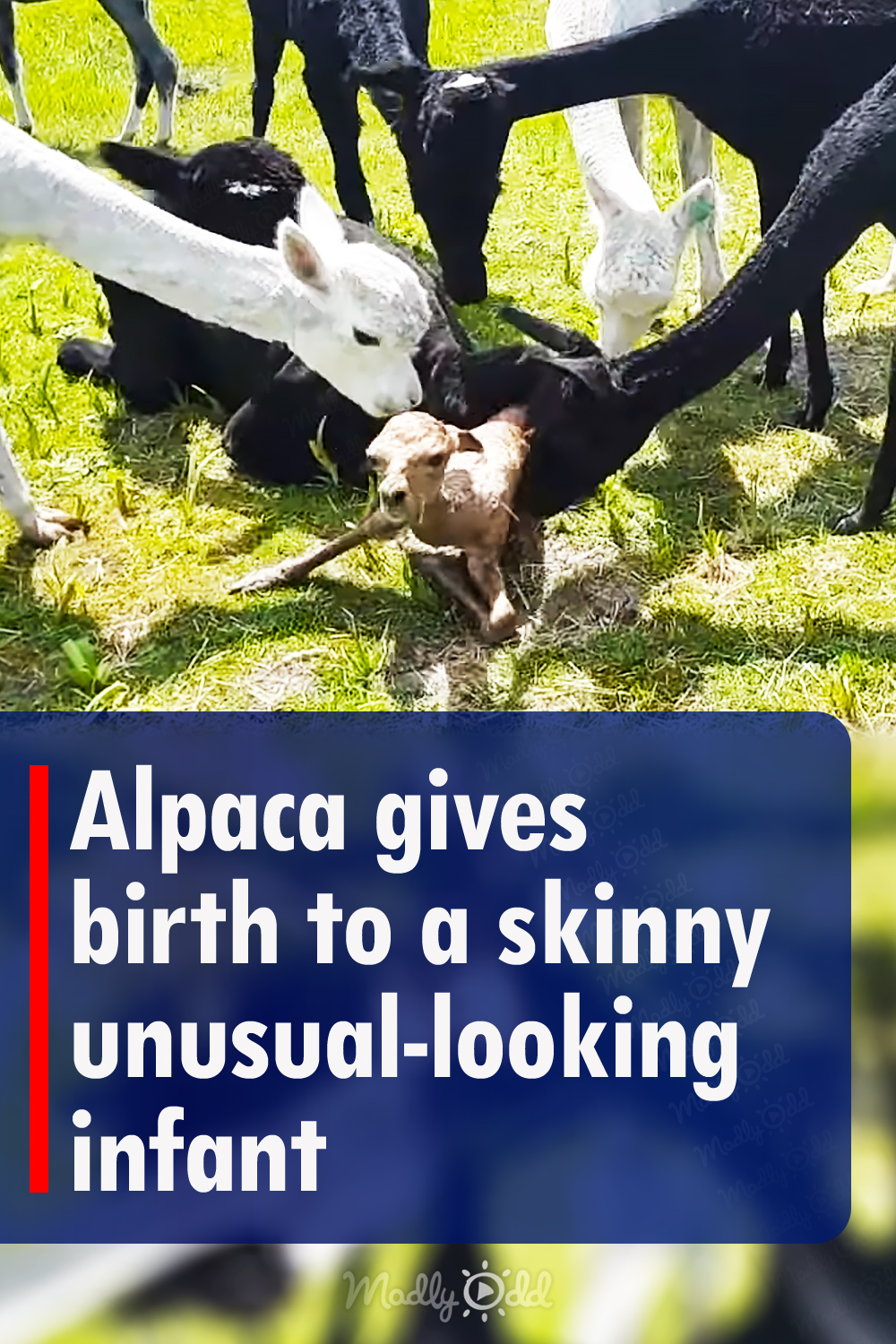 Alpaca gives birth to a skinny unusual-looking infant