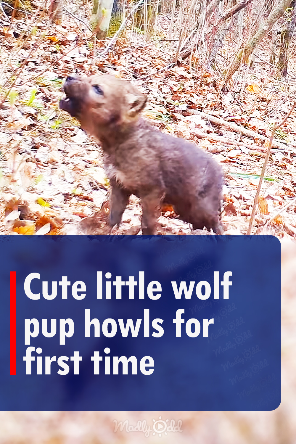 Cute little wolf pup howls for first time – Madly Odd!