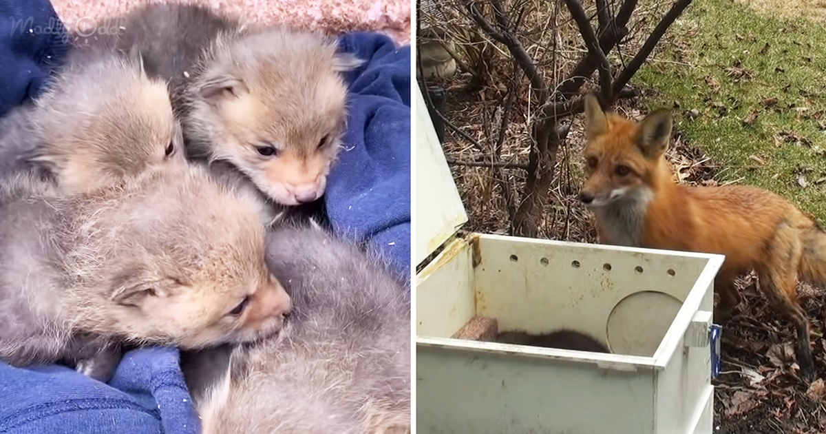 A mother fox returns to pick up her rescued babies – Madly Odd!