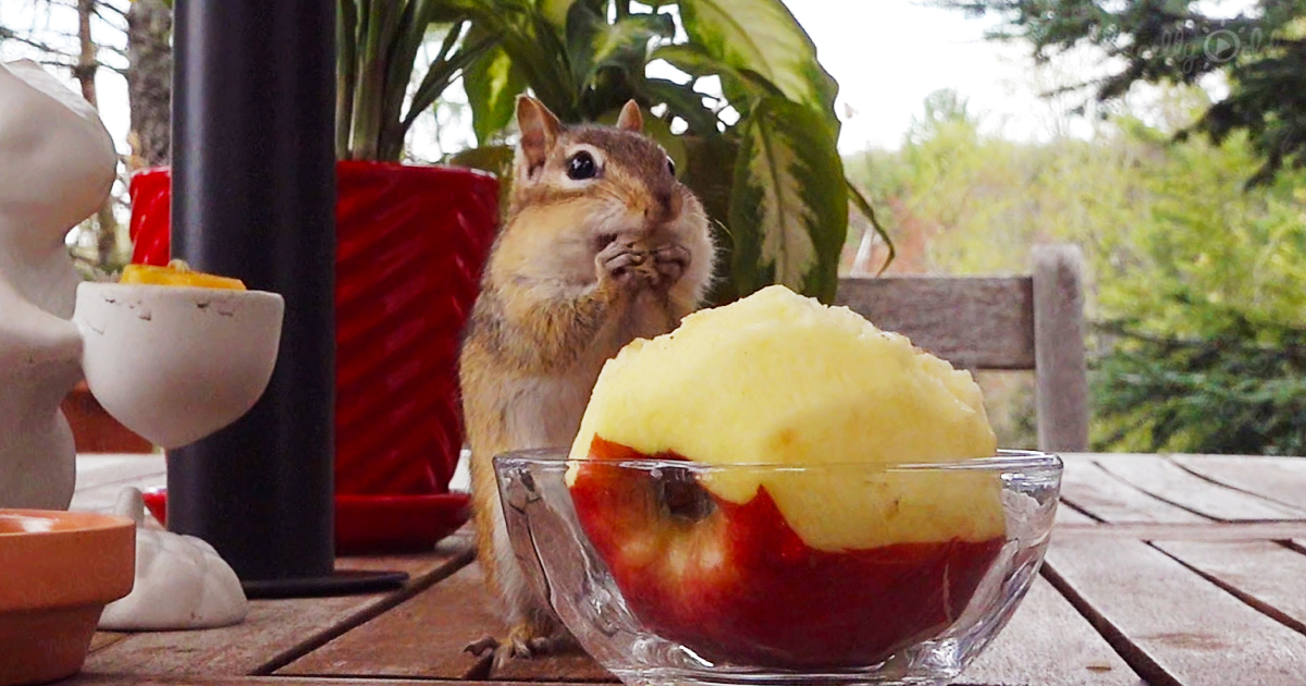 Chipmunks arrive to enjoy an unexpected apple treat