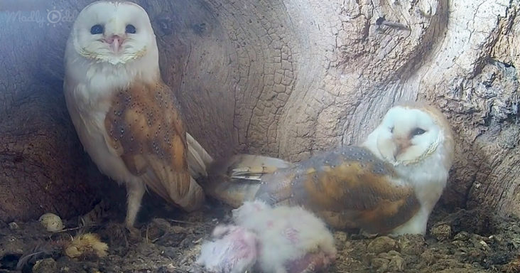 Dedicated barn owl dad continues to protect and provide for his chicks