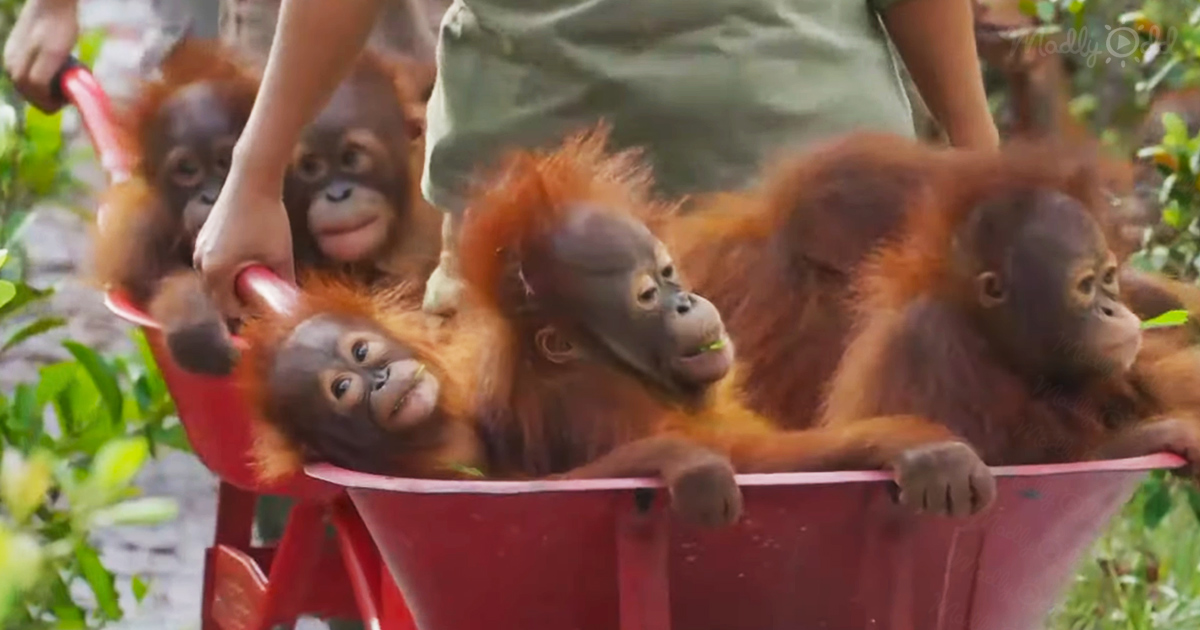 Happy baby orangutans taking a fun wheelbarrow ride to their nursery ...