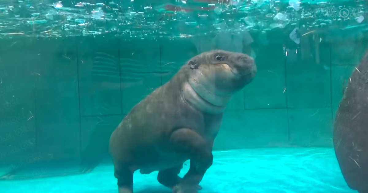 Hungry baby pygmy hippo loves to drink milk while in the pool