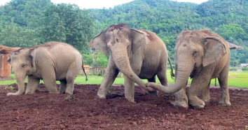 Three formidable elephants form a new family after being rescued