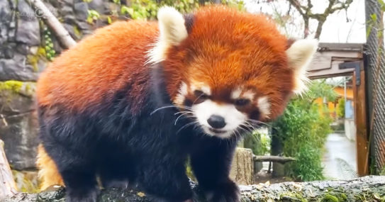 Very rare Red Panda is so pretty, he looks like a teddy bear toy come ...