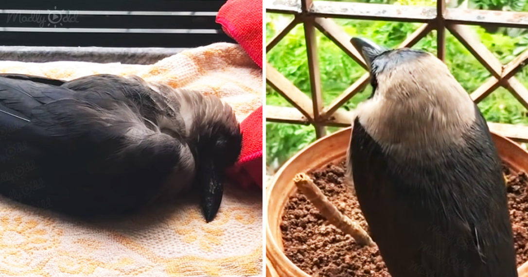 Woman with beautiful soul rescues disabled crow who recognizes her pure ...