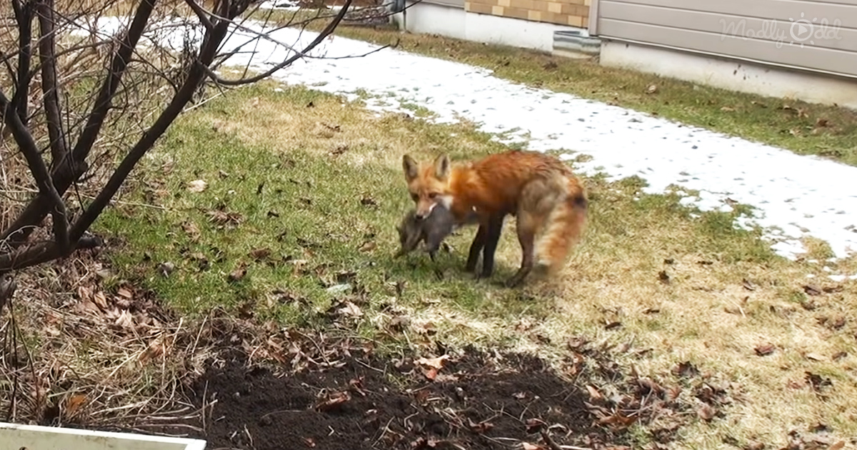 A mother fox returns to pick up her rescued babies – Madly Odd!