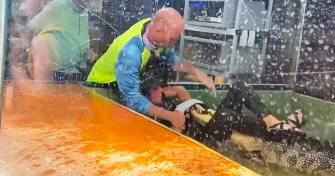 Brave dad wrestles angry alligator attacking handler at kids’ party ...