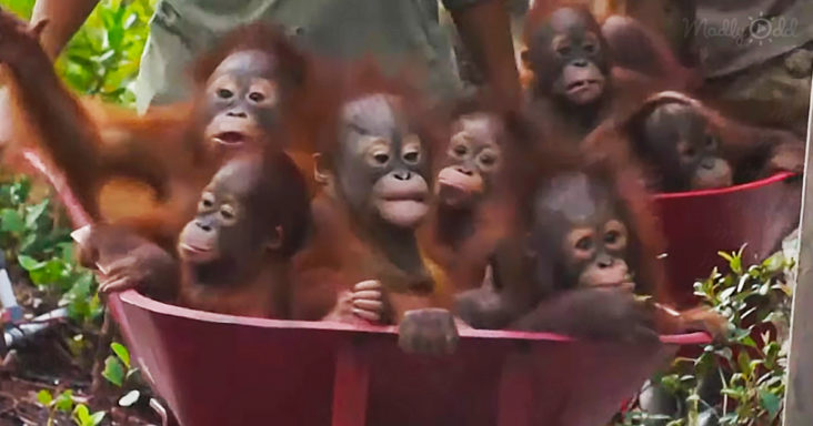 Happy baby orangutans taking a fun wheelbarrow ride to their nursery ...