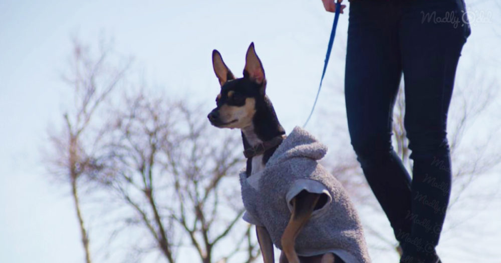 Heartwarming short film pays homage to the roles that dogs play in ...