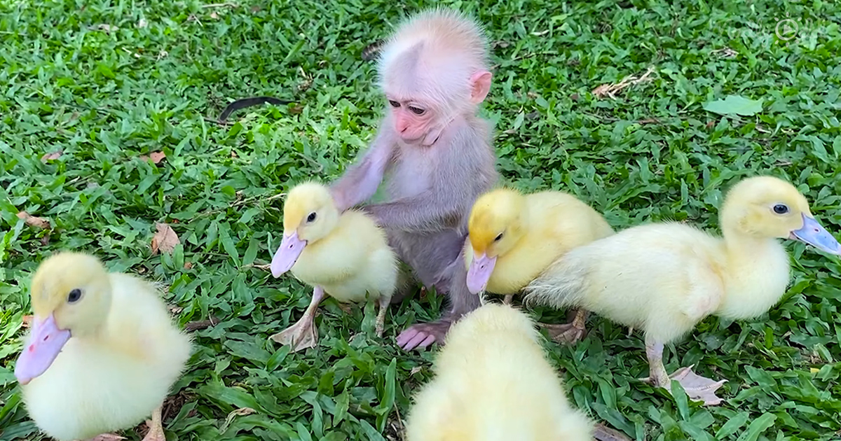 Adorable baby monkey caring for ducklings like family