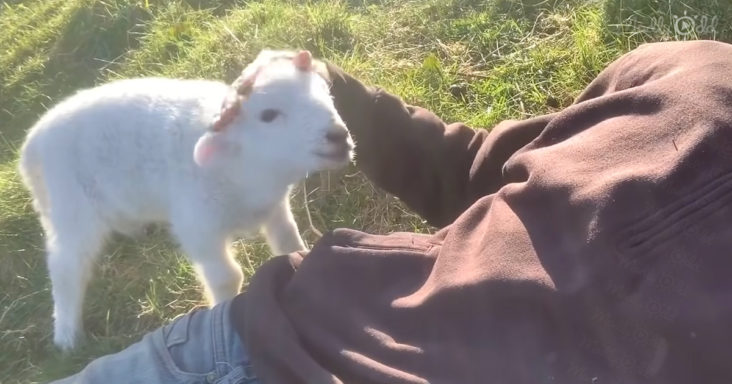 Sunny, quiet, peaceful, and a little lamb to pet. This must be heaven ...