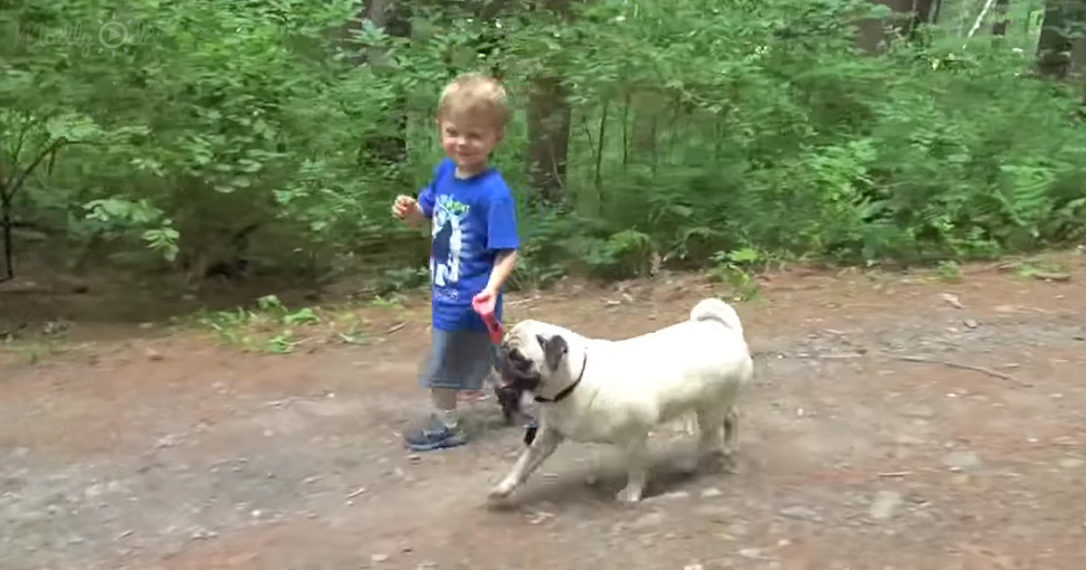 Toddler walks his pug outside their house for the first time