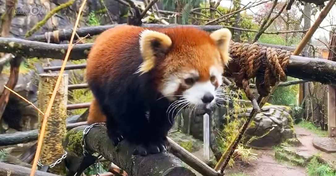 Very rare Red Panda is so pretty, he looks like a teddy bear toy come ...