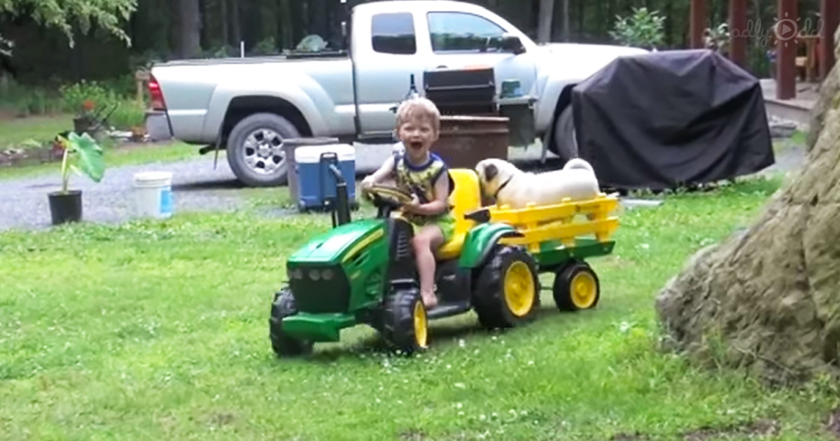 But OF COURSE pugs love John Deere Tractors